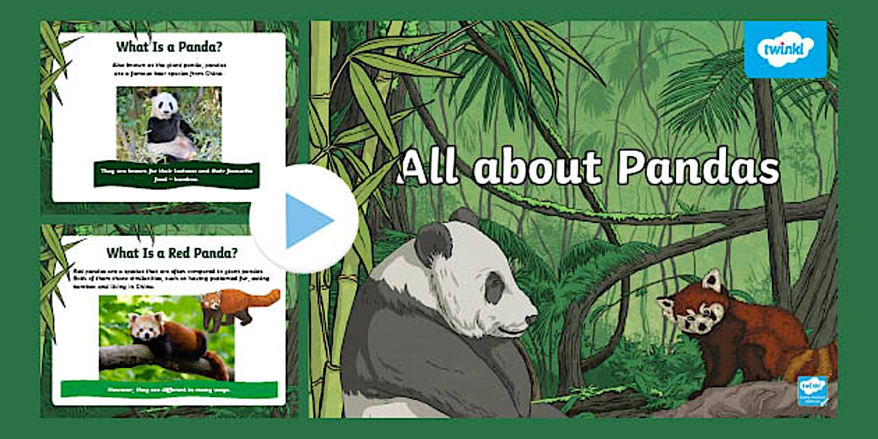 All About Pandas PowerPoint - Year 4 Science (teacher made)