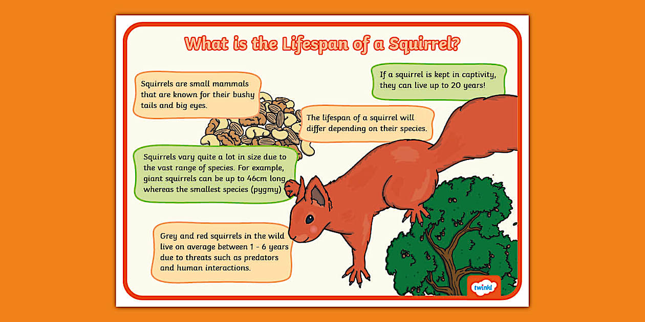 What Is the Lifespan of a Squirrel? Display Poster - Twinkl
