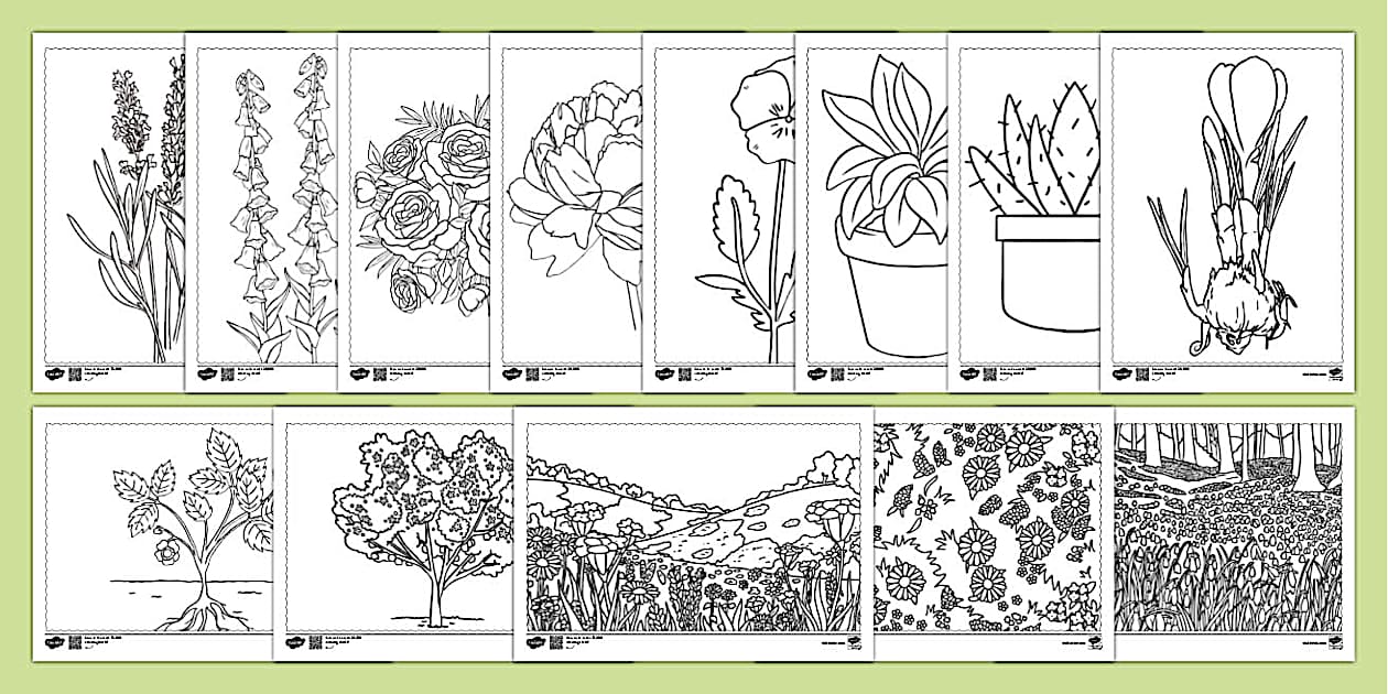 Plant Coloring Sheets (Teacher-Made) - Twinkl