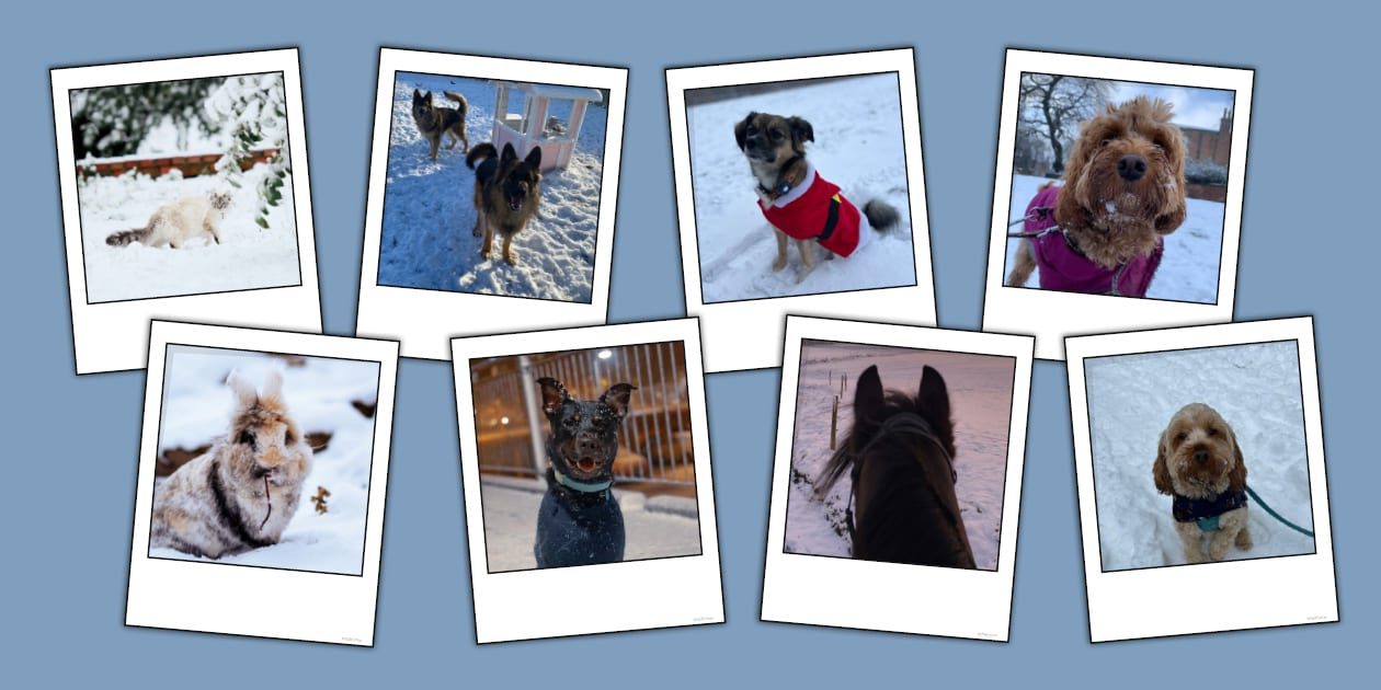 Snow Pets Instant Photos Style Display Images (Teacher-Made)