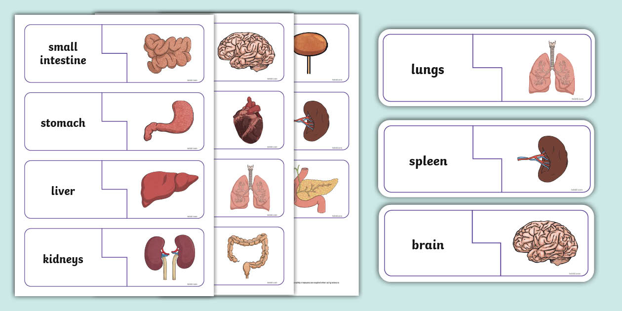 Organs of the Human Body Matching Puzzle (teacher made)