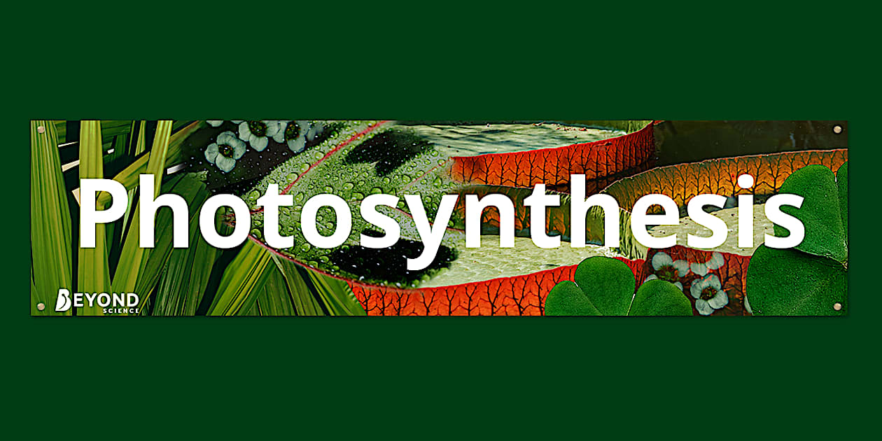 Photosynthesis Display Banner