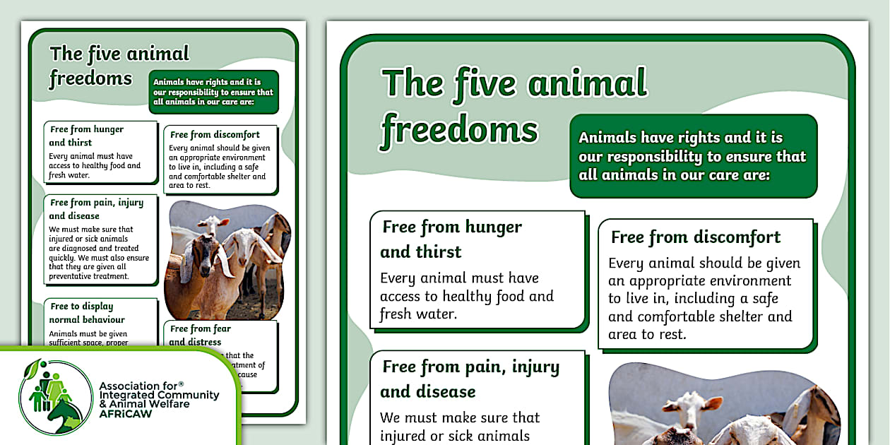 Five Freedoms Of Animal Welfare Poster - Twinkl South Africa