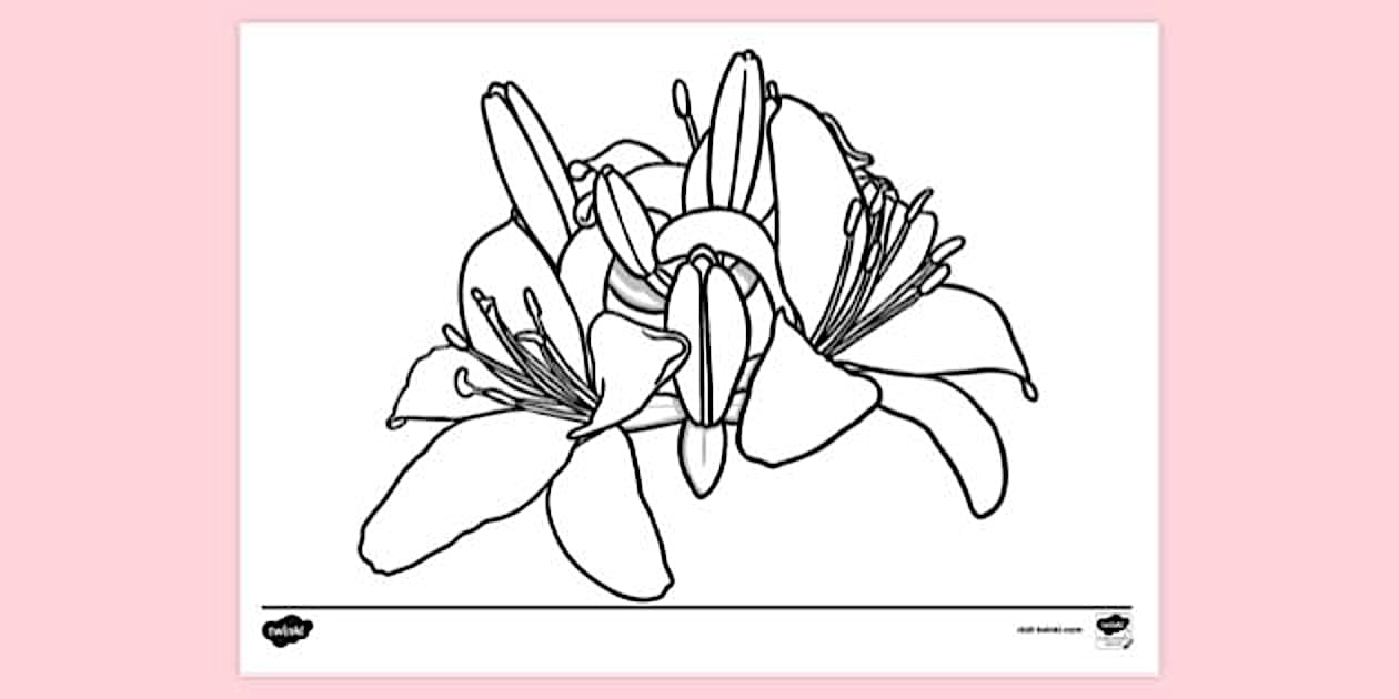 Lily Colouring Page | Colouring Sheets (Teacher-Made)