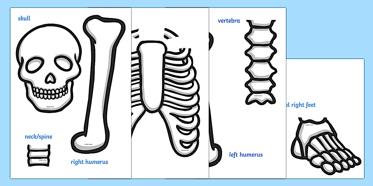 Skeleton Template | Cắt Ráp Bộ Xương (Teacher-Made)