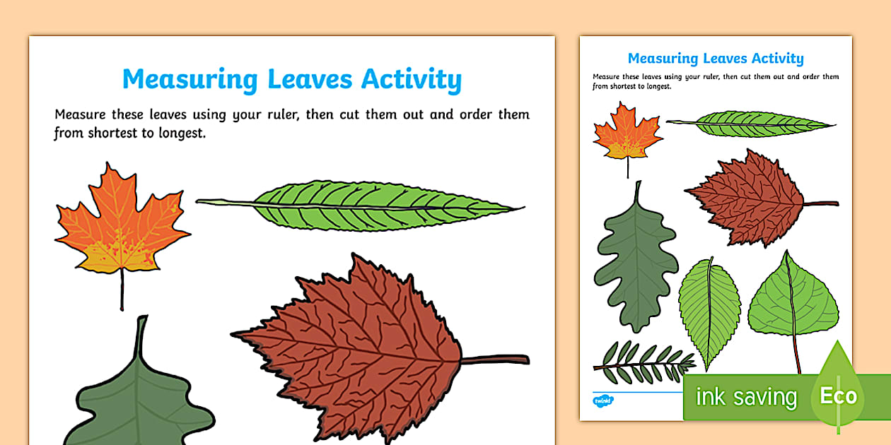 TAS Spring - Leaf Measurement Activity (teacher made)