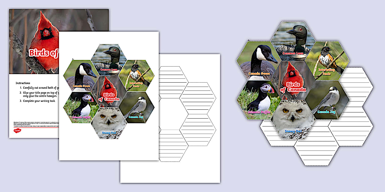 Birds of Canada Hexagon Writing Template (teacher made)