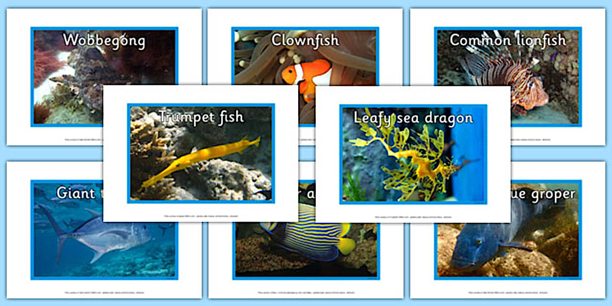 Australian Fish Display Photos (teacher made) - Twinkl
