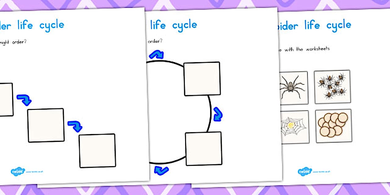 Black and White Spider Life Cycle Worksheets - Twinkl