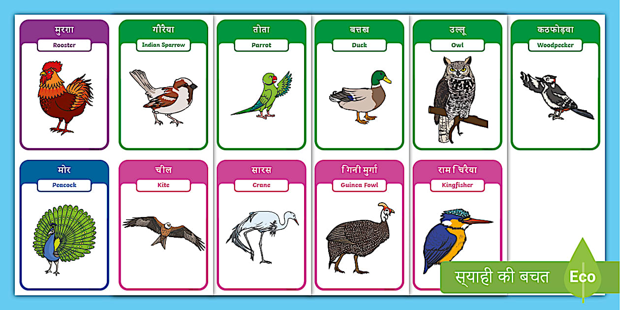 Hindi / English Birds Flashcards in Dual Language - Twinkl