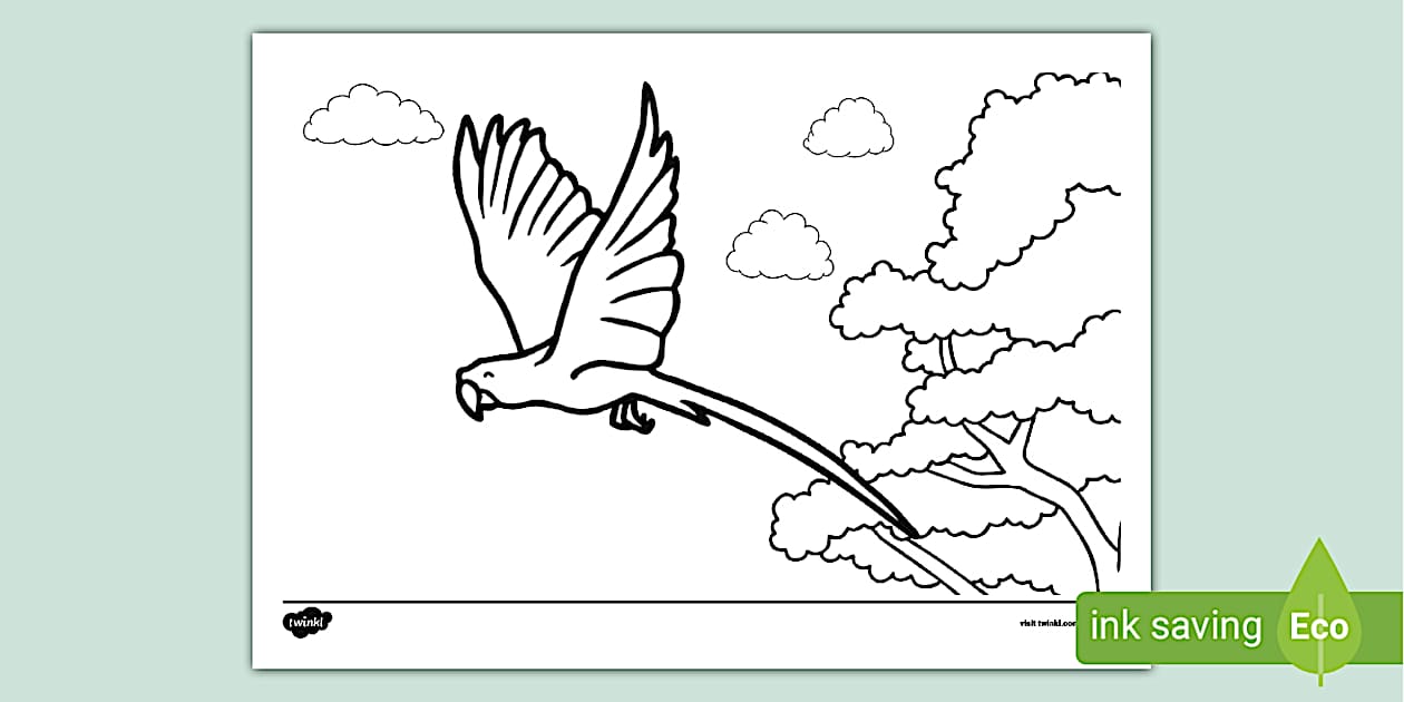 Flying Parrot Colouring Page - Colouring | Twinkl - Twinkl