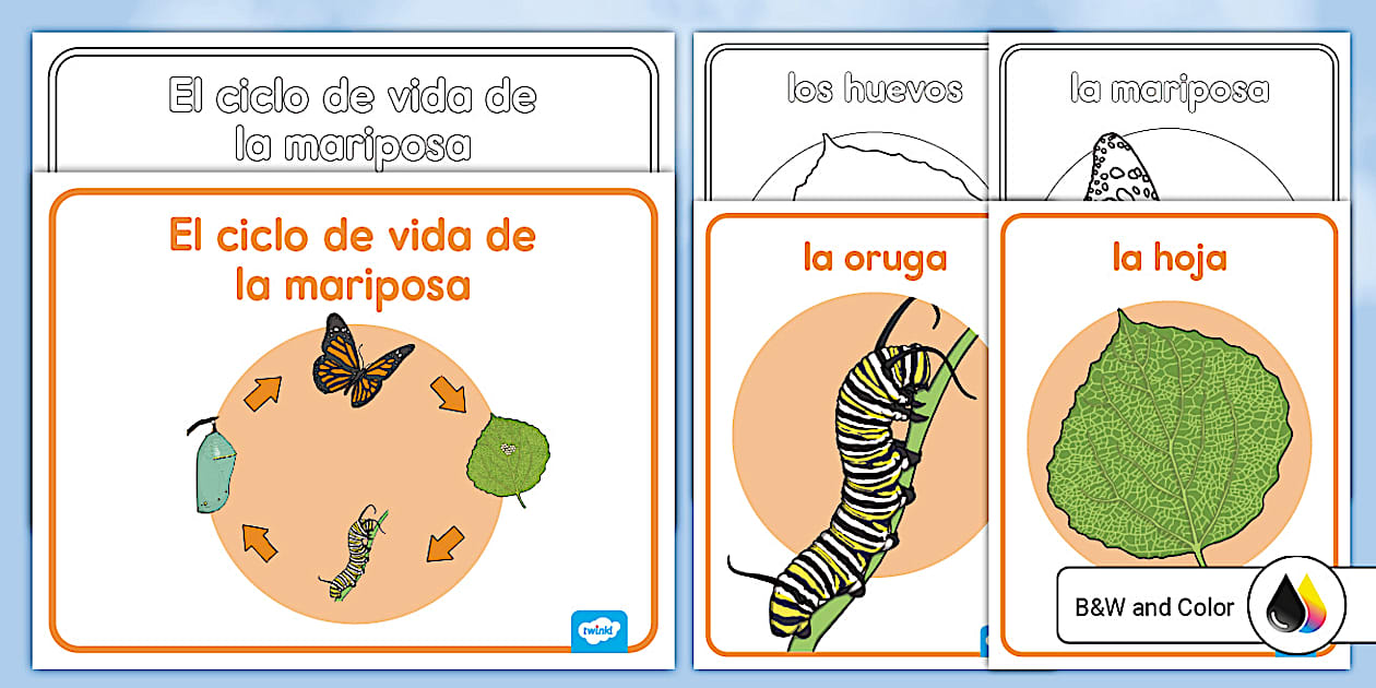 Pósters: El ciclo de vida de la mariposa | Twinkl USA