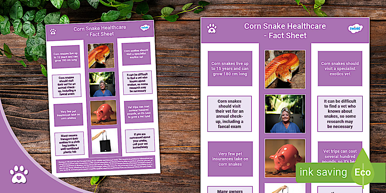 Corn Snake Healthcare - Fact Sheet - Snakes - Twinkl Pets