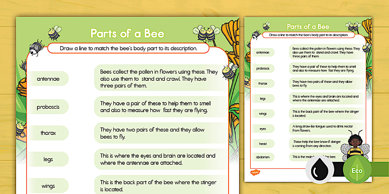 Parts of a Bee Matching Activity (teacher made) - Twinkl