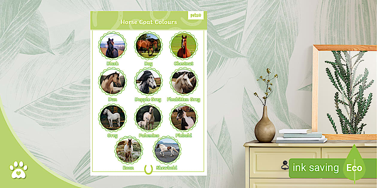 Horse Coat Colours Poster - Display Poster - Twinkl Pets