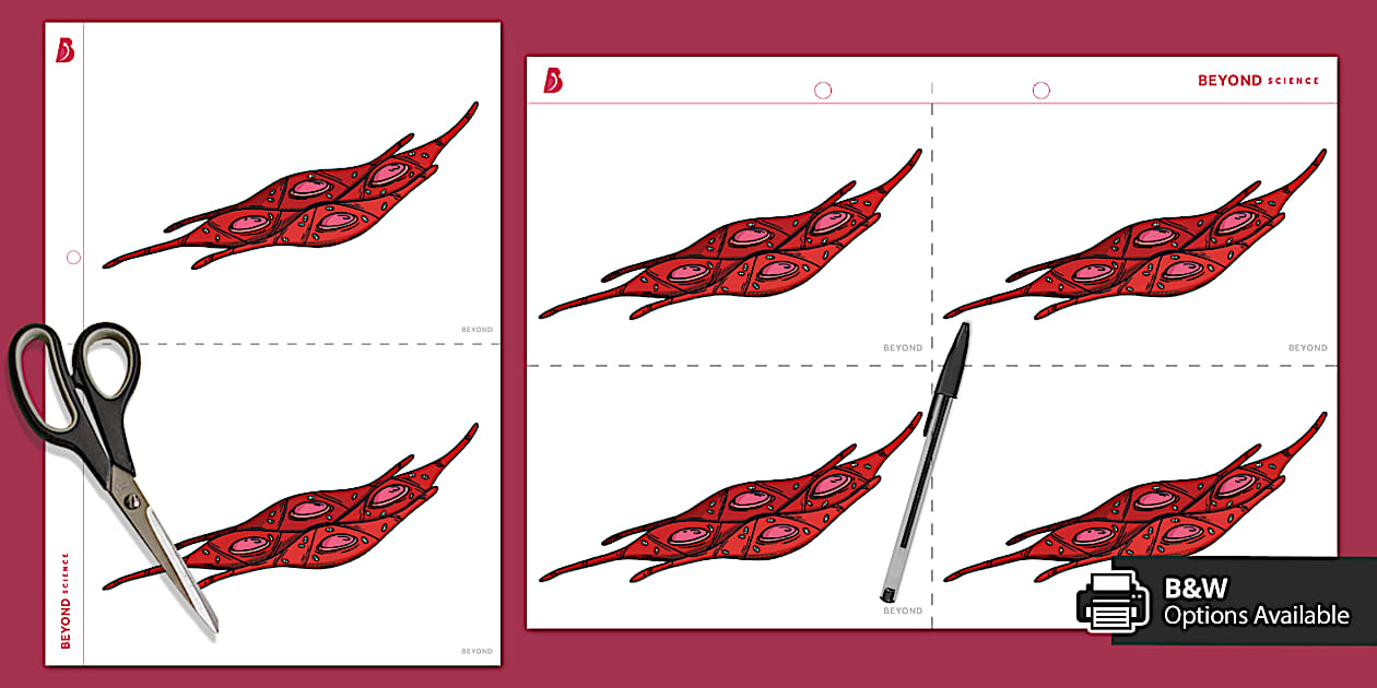 Muscle Cells Illustration | Science | Beyond Secondary