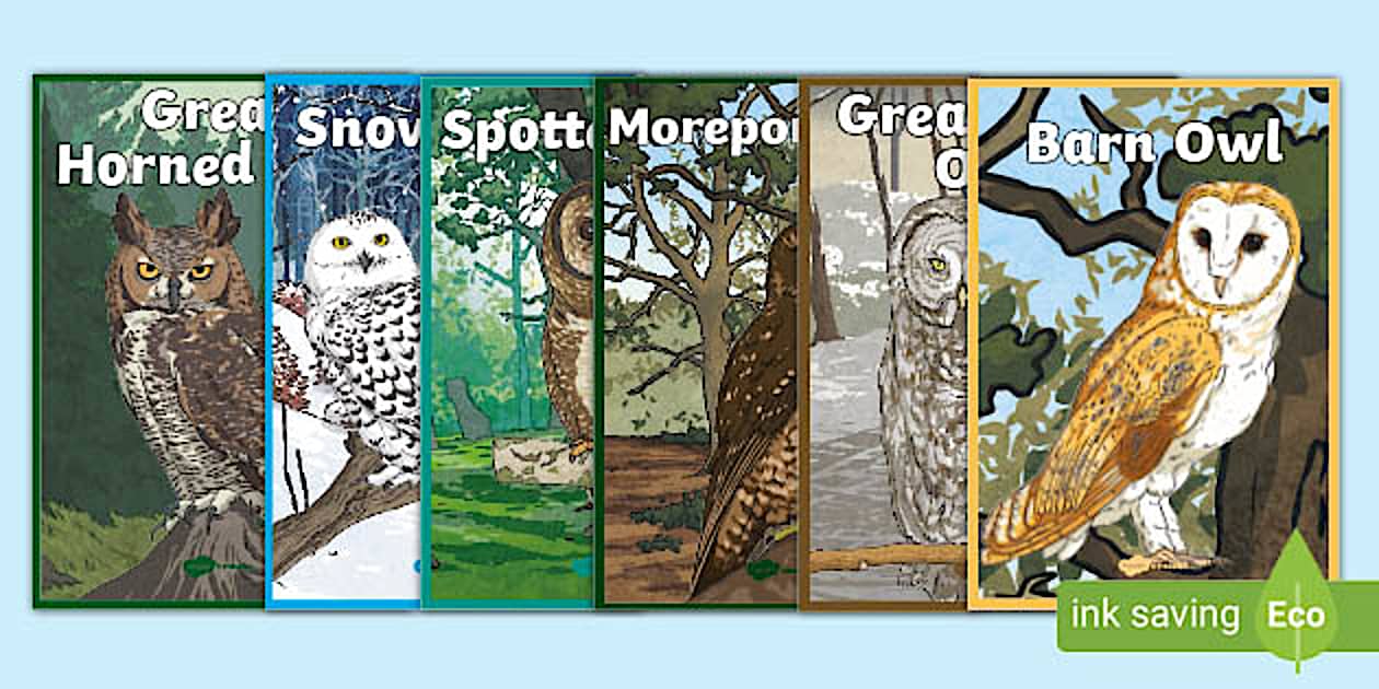 Types Of Owl Display Posters - Classroom Display Resources