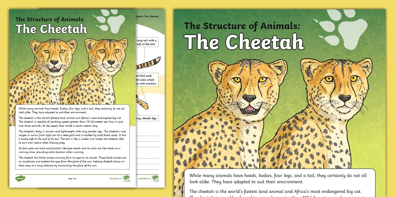 The Structure of Animals – The Cheetah – Activity Sheet