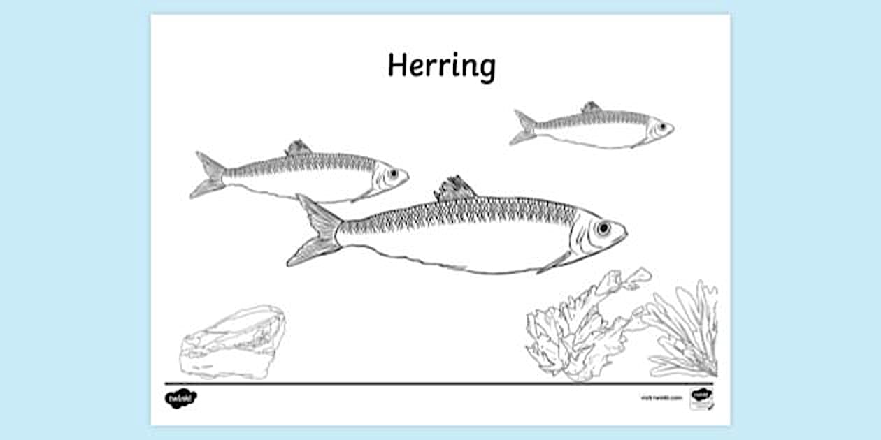 Herring Colouring Sheet | Colouring Sheets