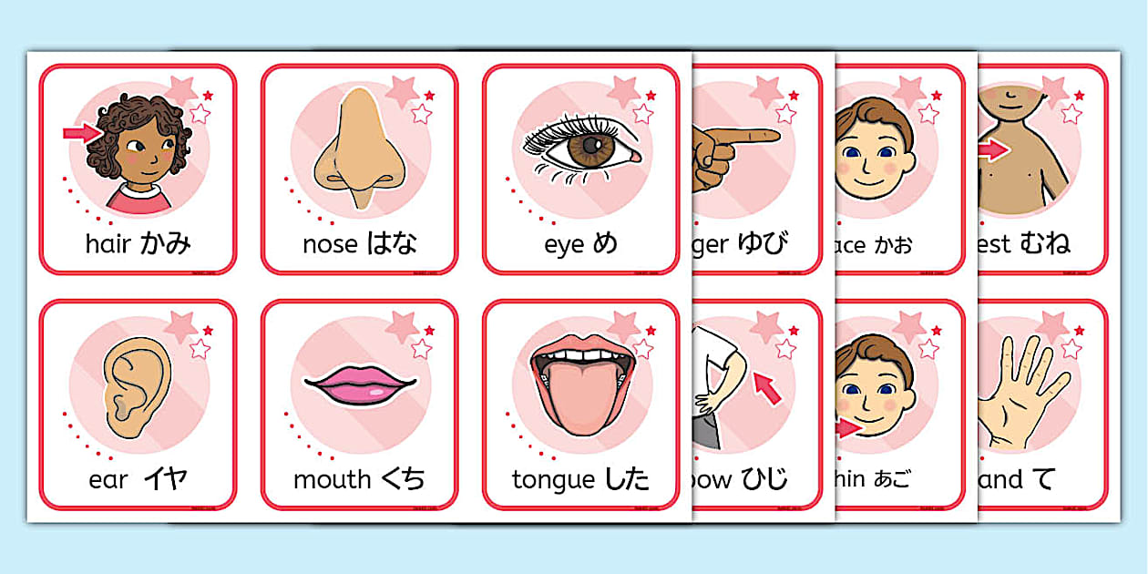 Body Parts Flashcards- Bilingual (teacher made) - Twinkl