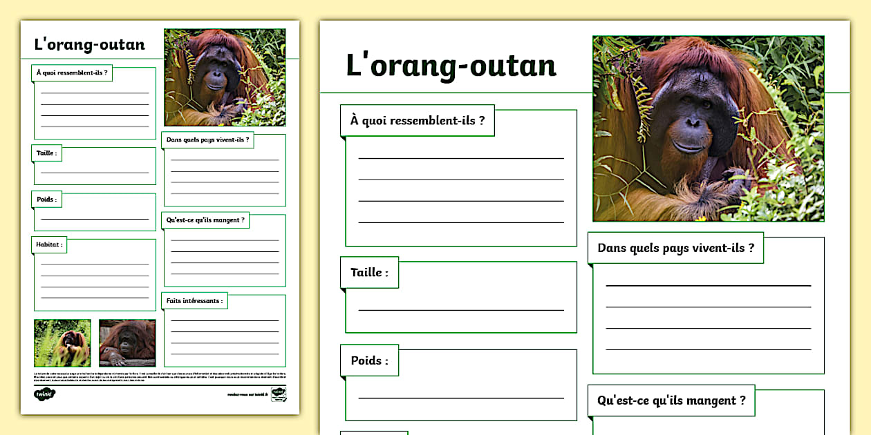 Fiche d'informations : L'orang-outan (teacher made) - Twinkl