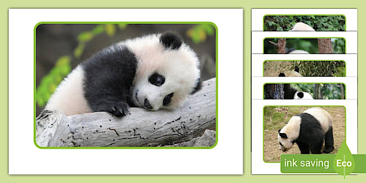 Panda Photo Pack (teacher made) - Twinkl
