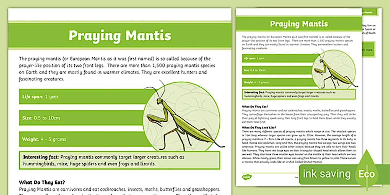 Praying Mantis Fact File (teacher made) - Twinkl