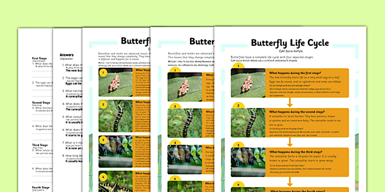 Butterfly Life Cycle Differentiated Reading Comprehension Activity Polish