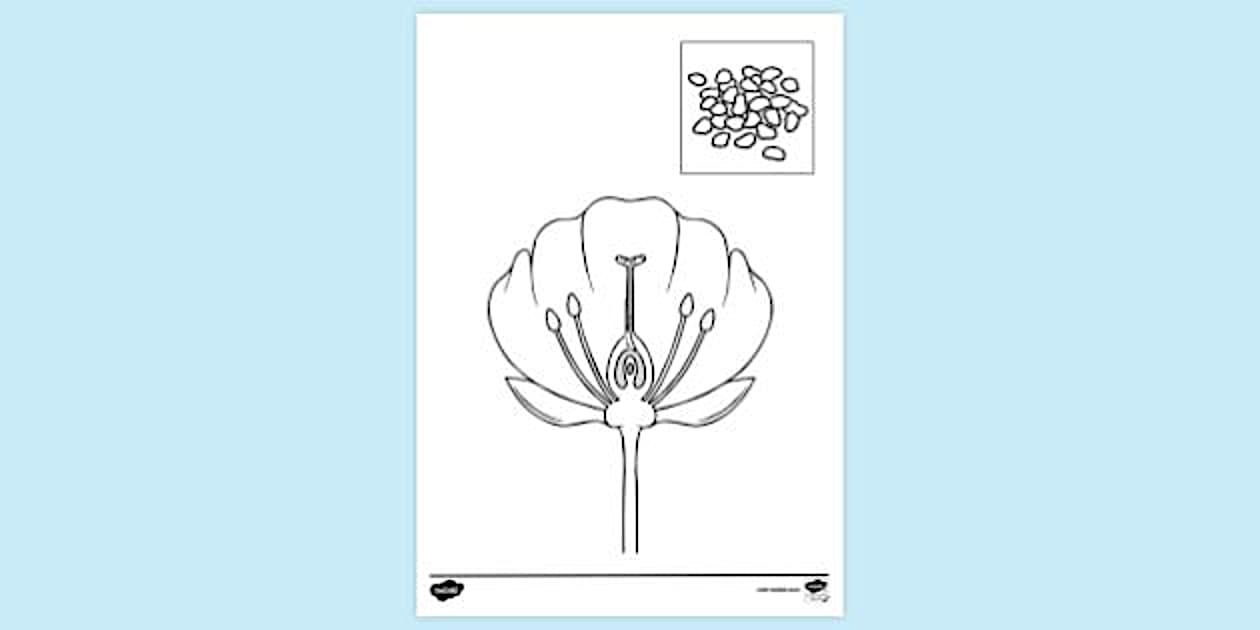 Plant Pollen Grains Colouring Sheet | Colouring Sheets