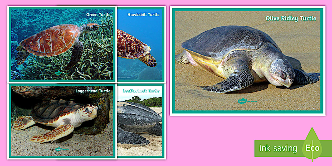 Arabian Turtle Display Photos (teacher made) - Twinkl