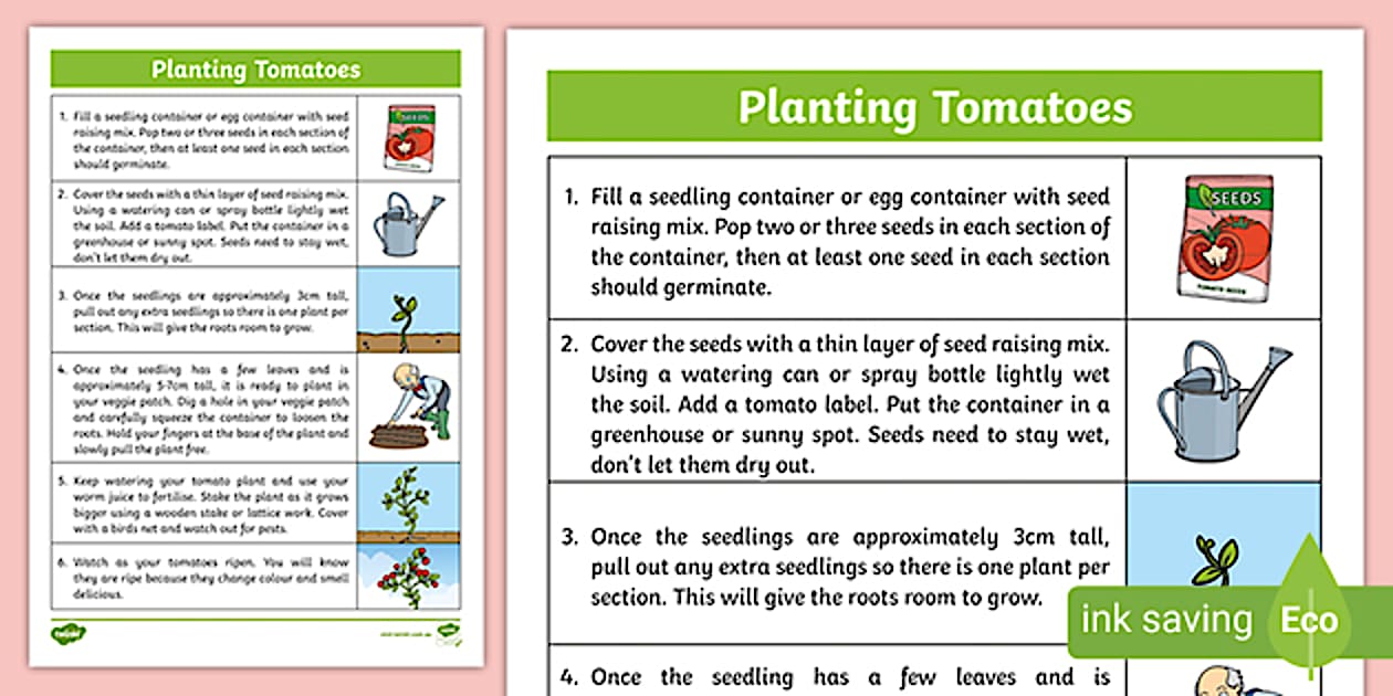 NSW Planting Tomatoes Fact File (teacher made) - Twinkl