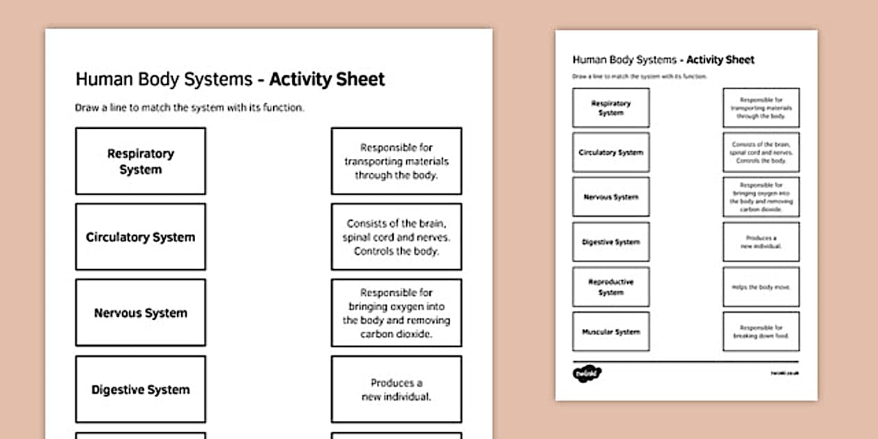 Editable Human Body Systems Match and Draw (teacher made)