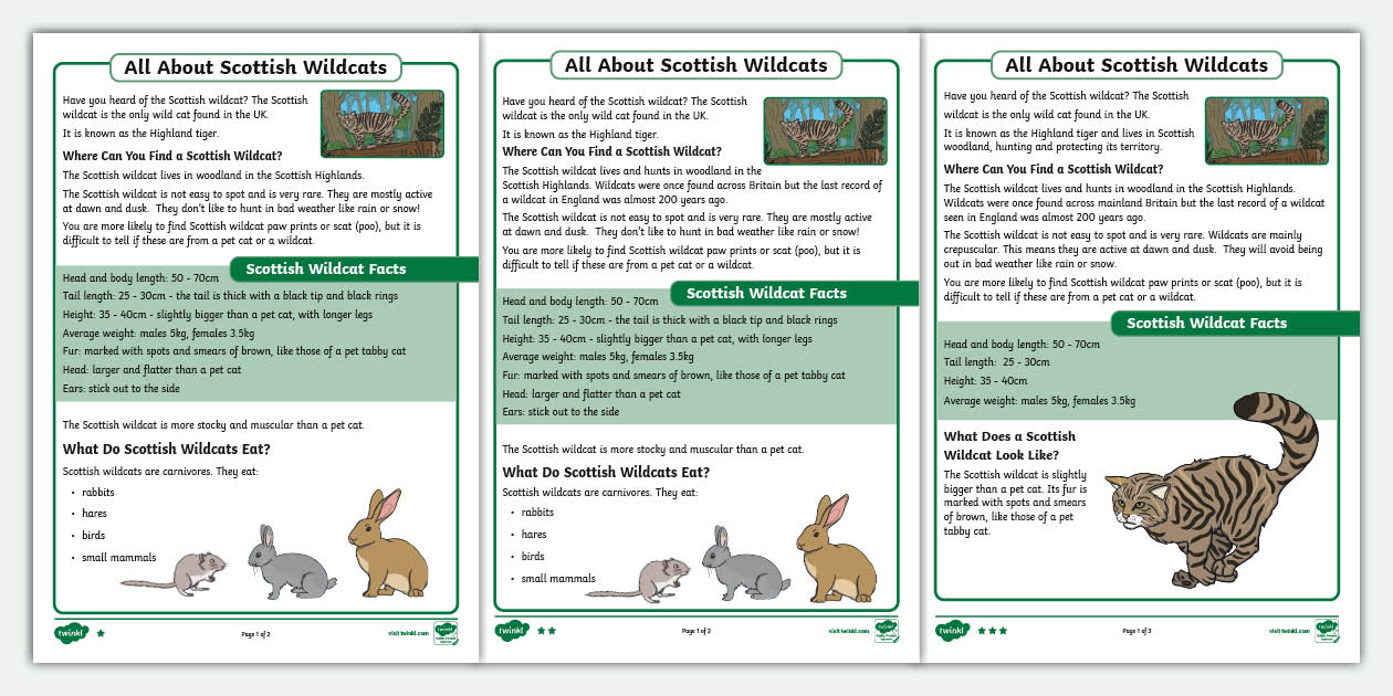 All About Scottish Wildcats Differentiated Fact File