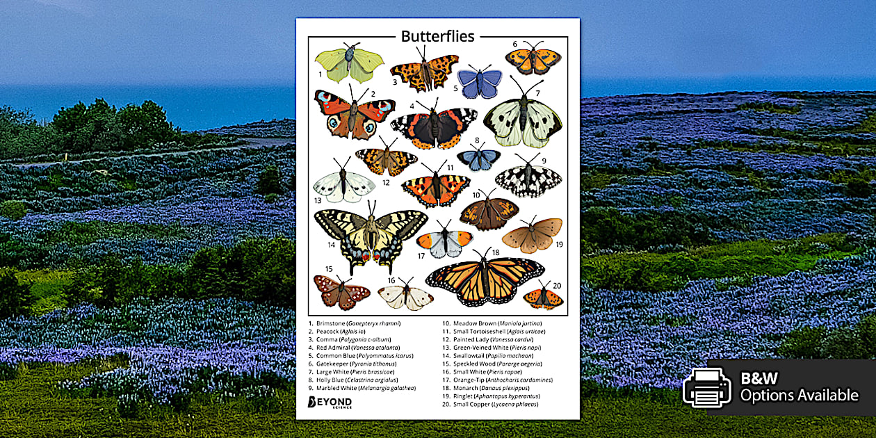 British Butterflies Display Poster (teacher made) - Twinkl