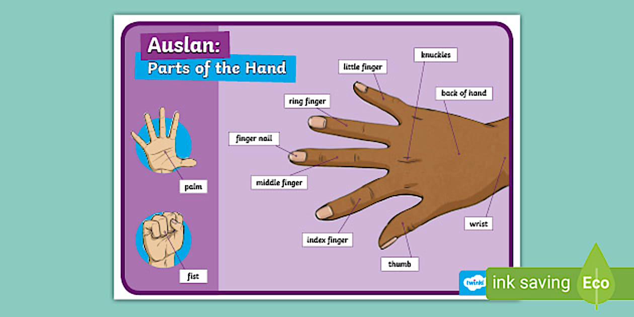 Auslan Back to School Parts of the Hand Poster - Twinkl