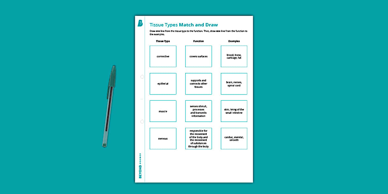 Animal Tissue Types Match and Draw KS3 Beyond Science