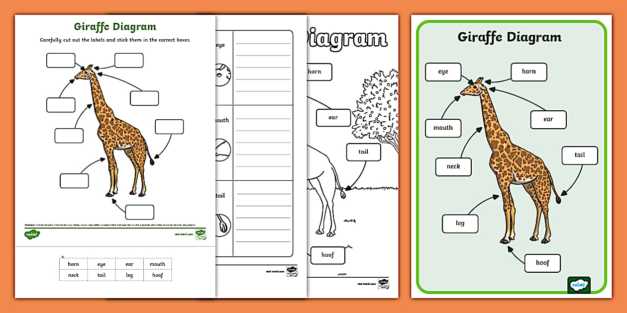 Giraffe Diagram Pack (teacher made) - Twinkl