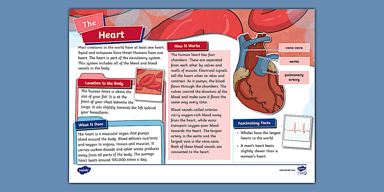 Human Heart Fact File - KS2 - Science (professor feito)