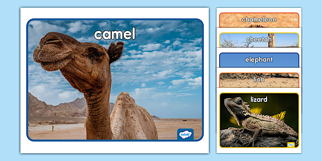 Desert Animals Photos (teacher made) - Twinkl