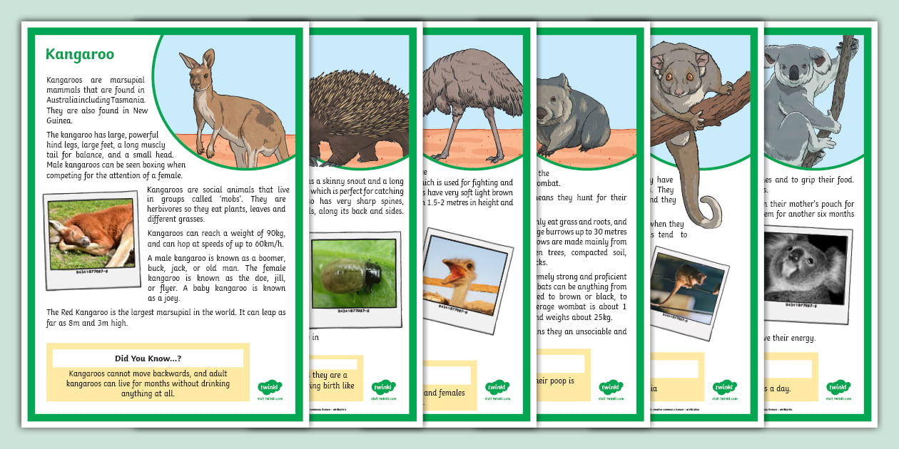 Australian Animals Fact File Display Posters - Twinkl