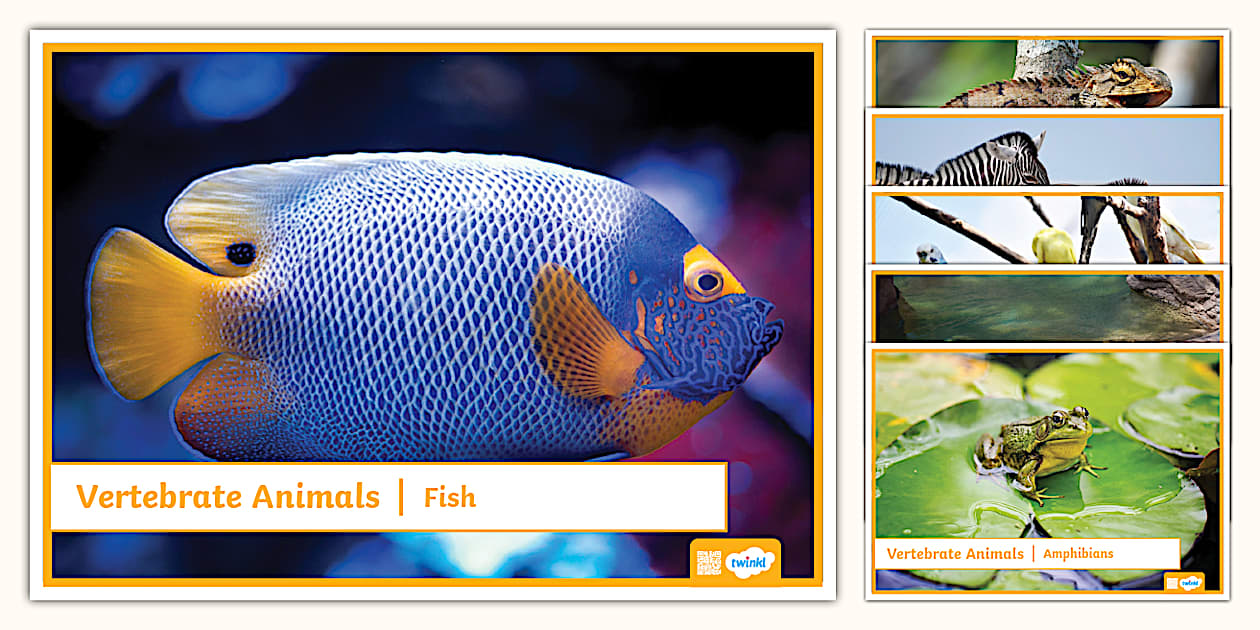 Display Photos: Vertebrate Animals (teacher made) - Twinkl