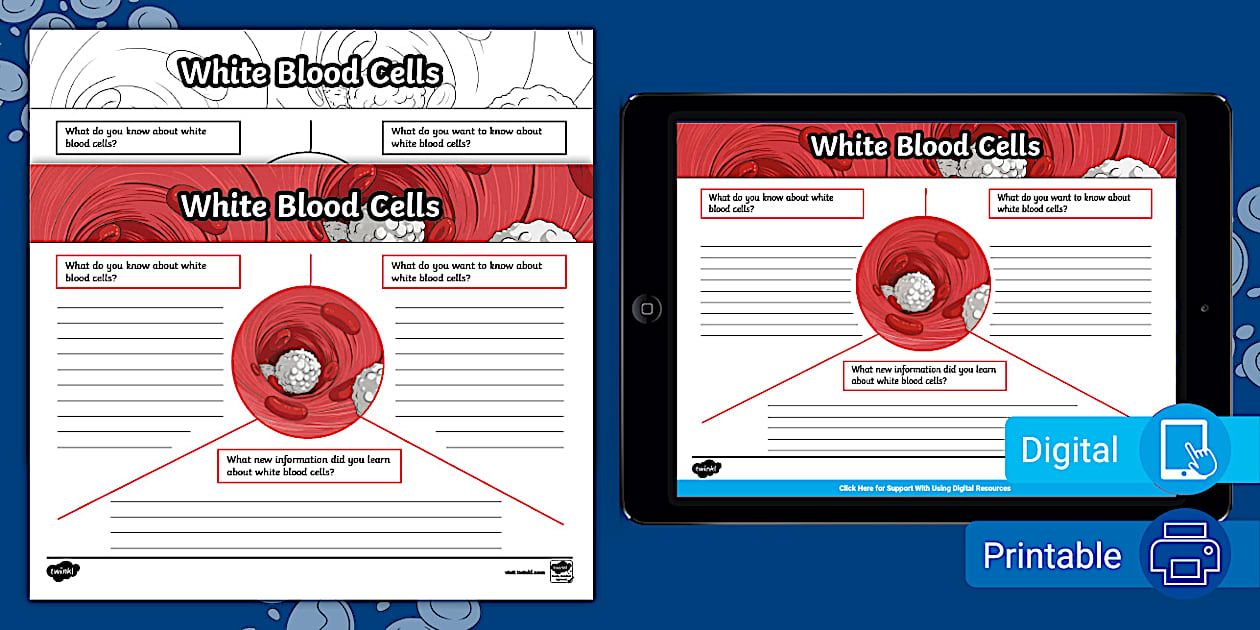 White Blood Cells KWL Graphic Organizer for 6th-8th Grade