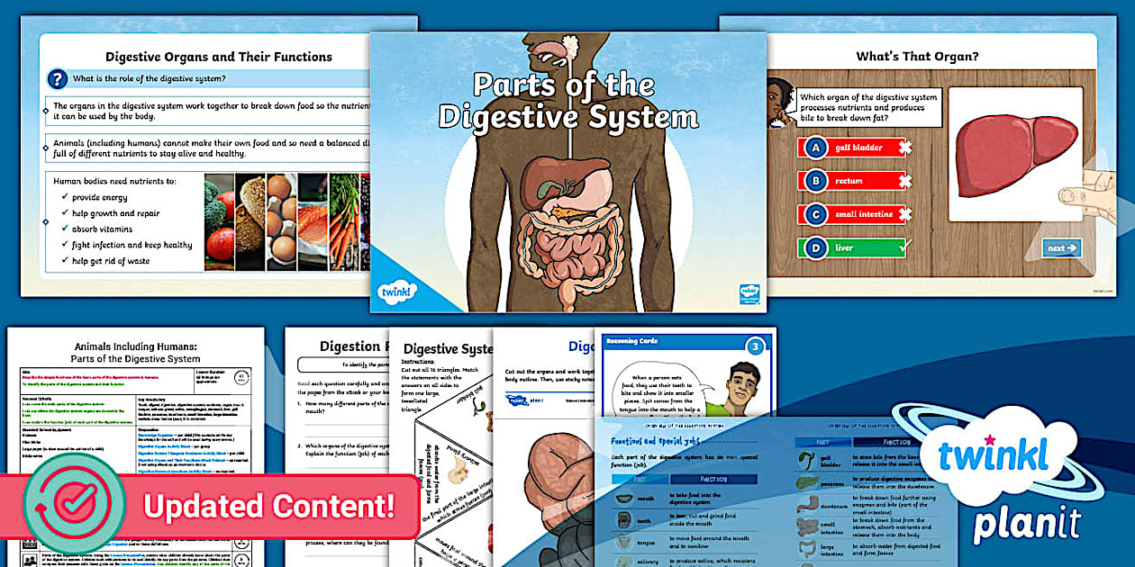 Human Digestive System Lesson Plan | Twinkl | Science | Yr4