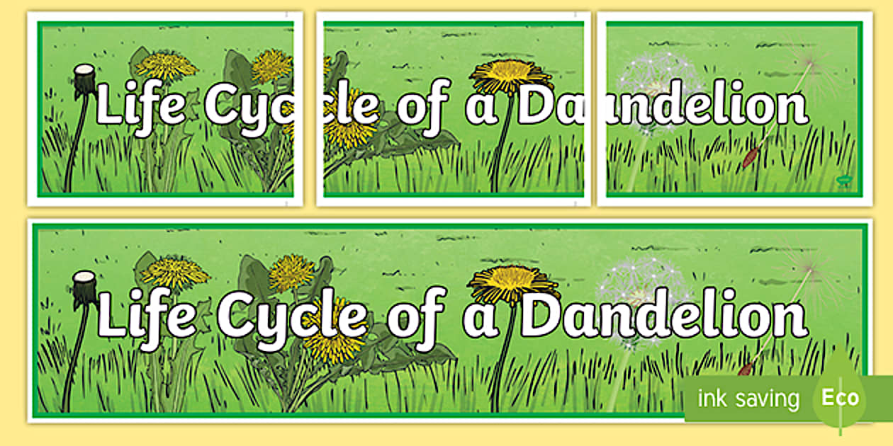 Life Cycle of a Dandelion Display Banner (teacher made)