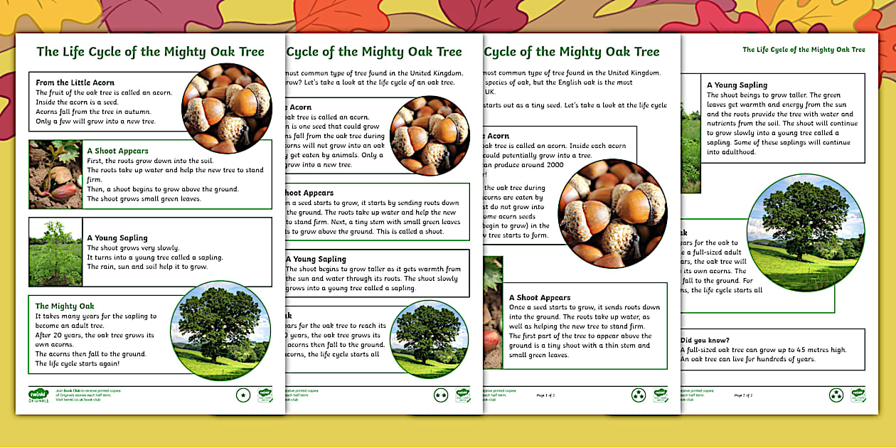 Life Cycle of an Oak Tree Differentiated Fact File - Twinkl