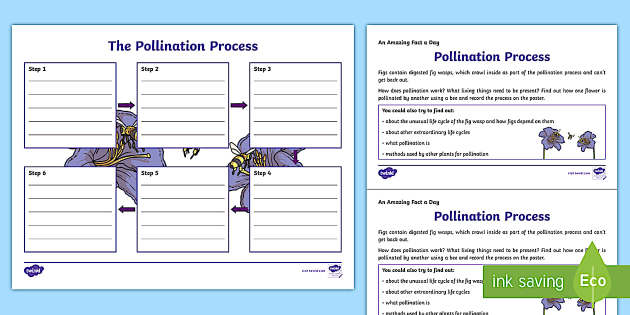 Pollination Process Writing Worksheet (Teacher-Made)
