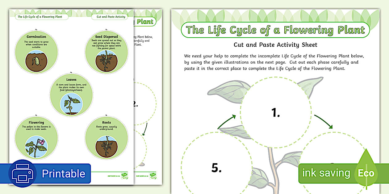 Plant Life Cycle Cut and Paste PDF Activity - Twinkl ZA