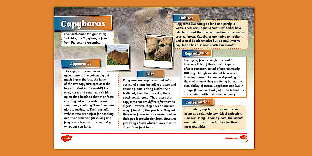 Capybara Fact File (l'enseignant a fait) - Twinkl