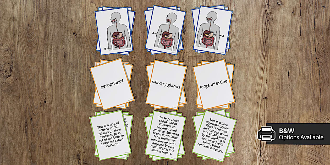 Digestive System Card Sorting Activity | Beyond Science