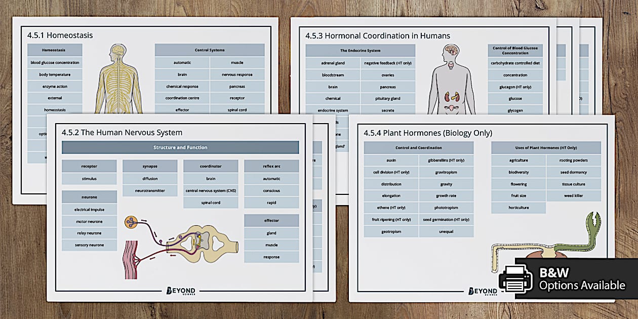 AQA Biology Unit 5 Homeostasis and Response Word Mat |Beyond